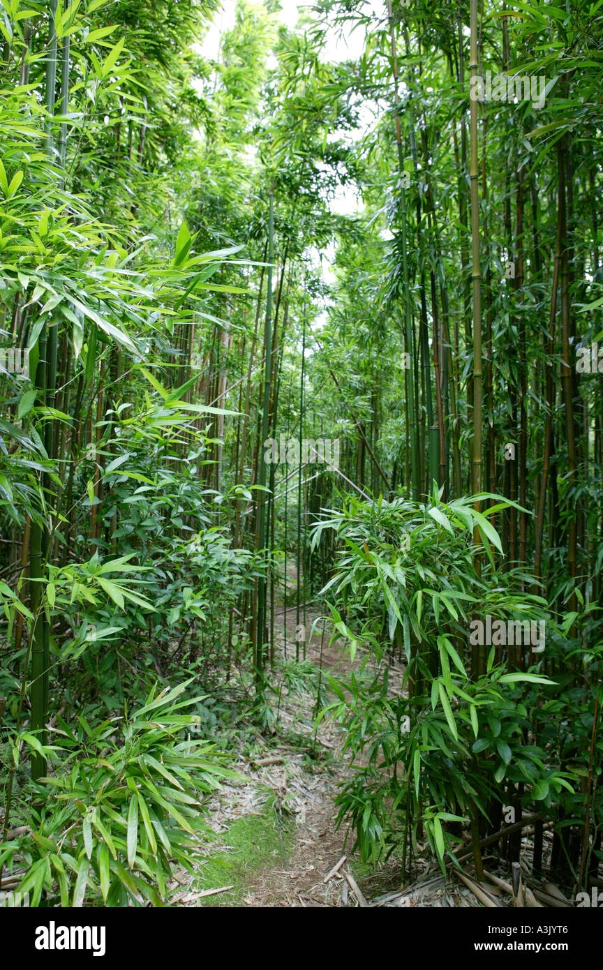 Bamboo tree tops hi-res stock photography and images - Alamy