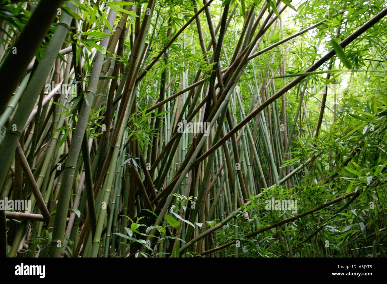 Bamboo tree tops hi-res stock photography and images - Alamy