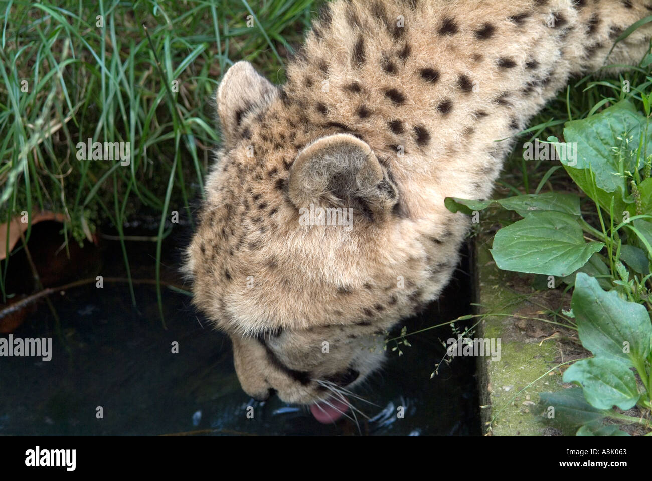Chinouk is one of the female cheeta s Acinonyx jubatus at the zoo in ...