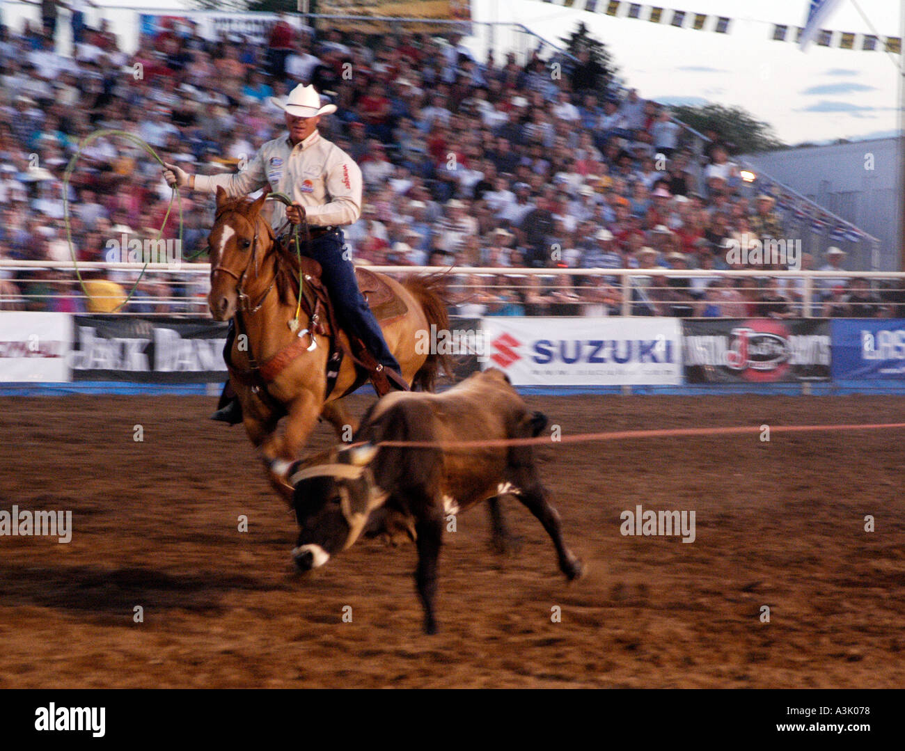 Cowboy riding a horse at a Rodeo in Vernal Utah USA Stock Photo - Alamy