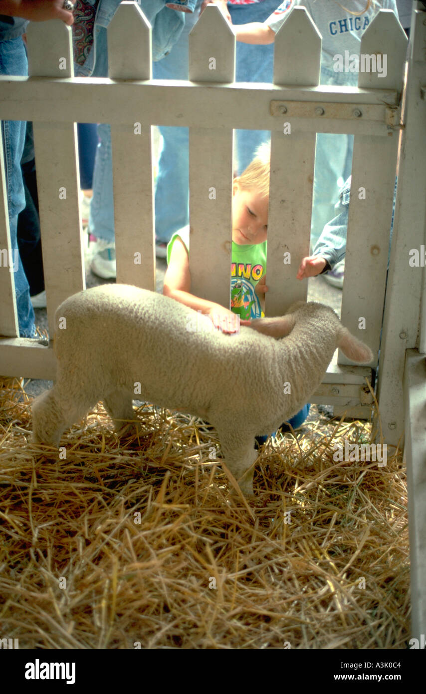 3 year old petting lamb at MN State Fair. St Paul Minnesota USA Stock ...