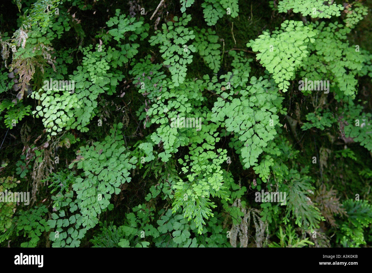 Fern leaves heart hi-res stock photography and images - Alamy