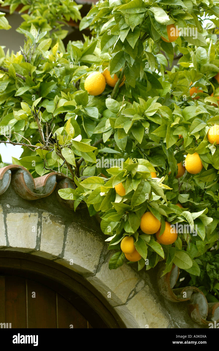 Citris fruits hi-res stock photography and images - Alamy