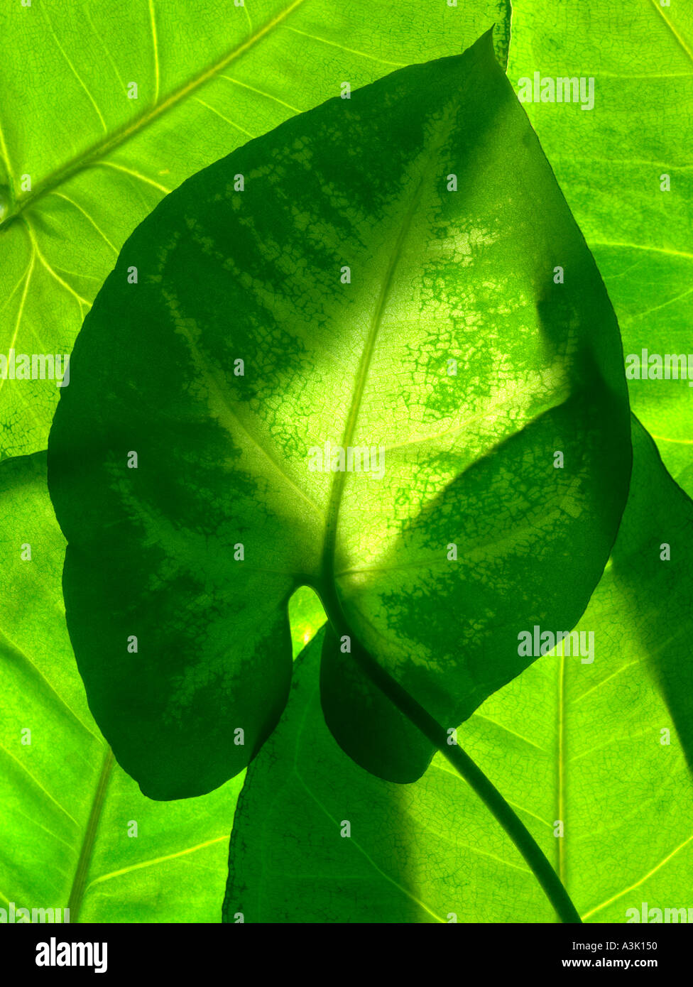 Layered stem texture hi-res stock photography and images - Alamy