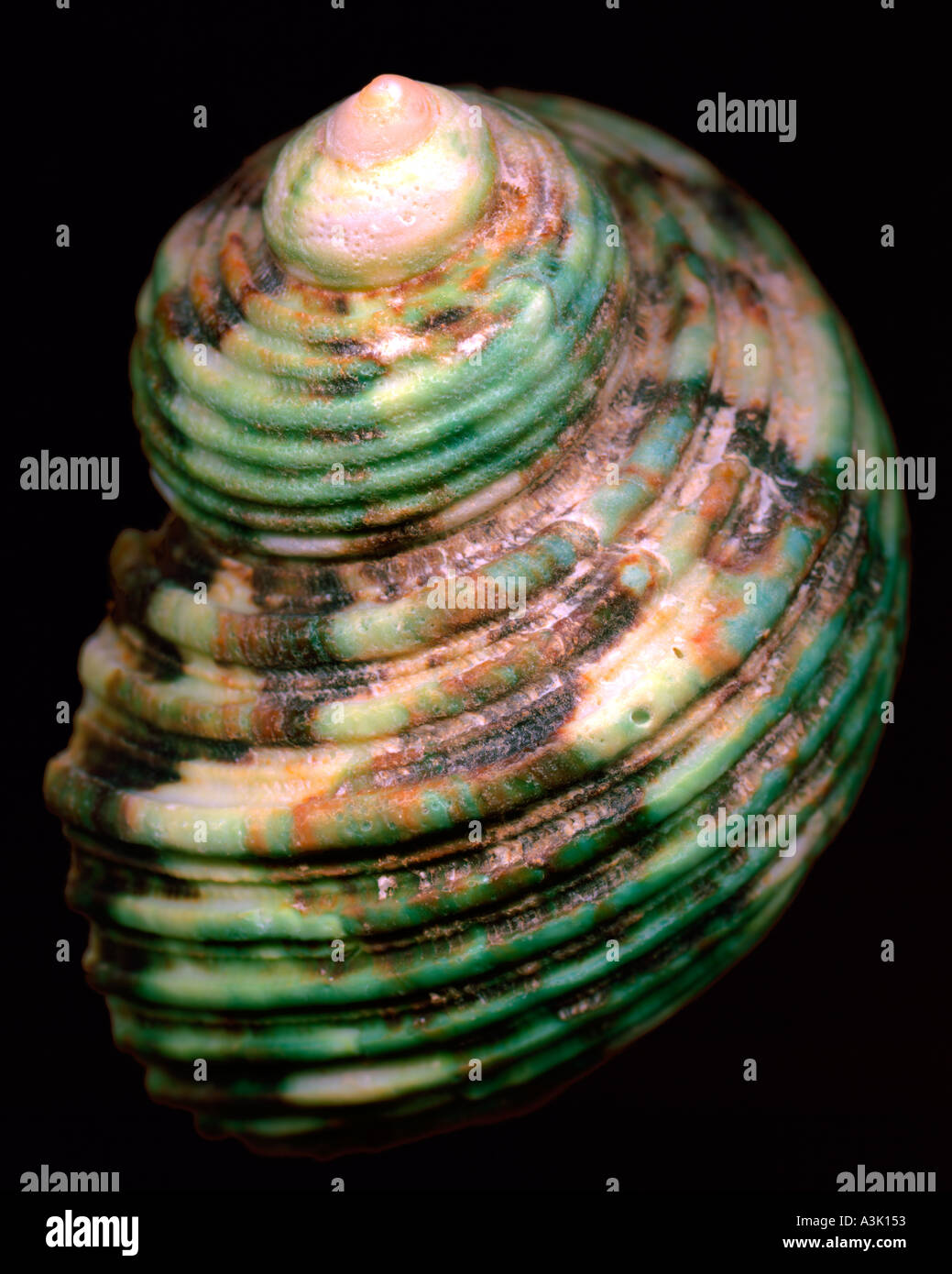 Shell specimens hi-res stock photography and images - Alamy