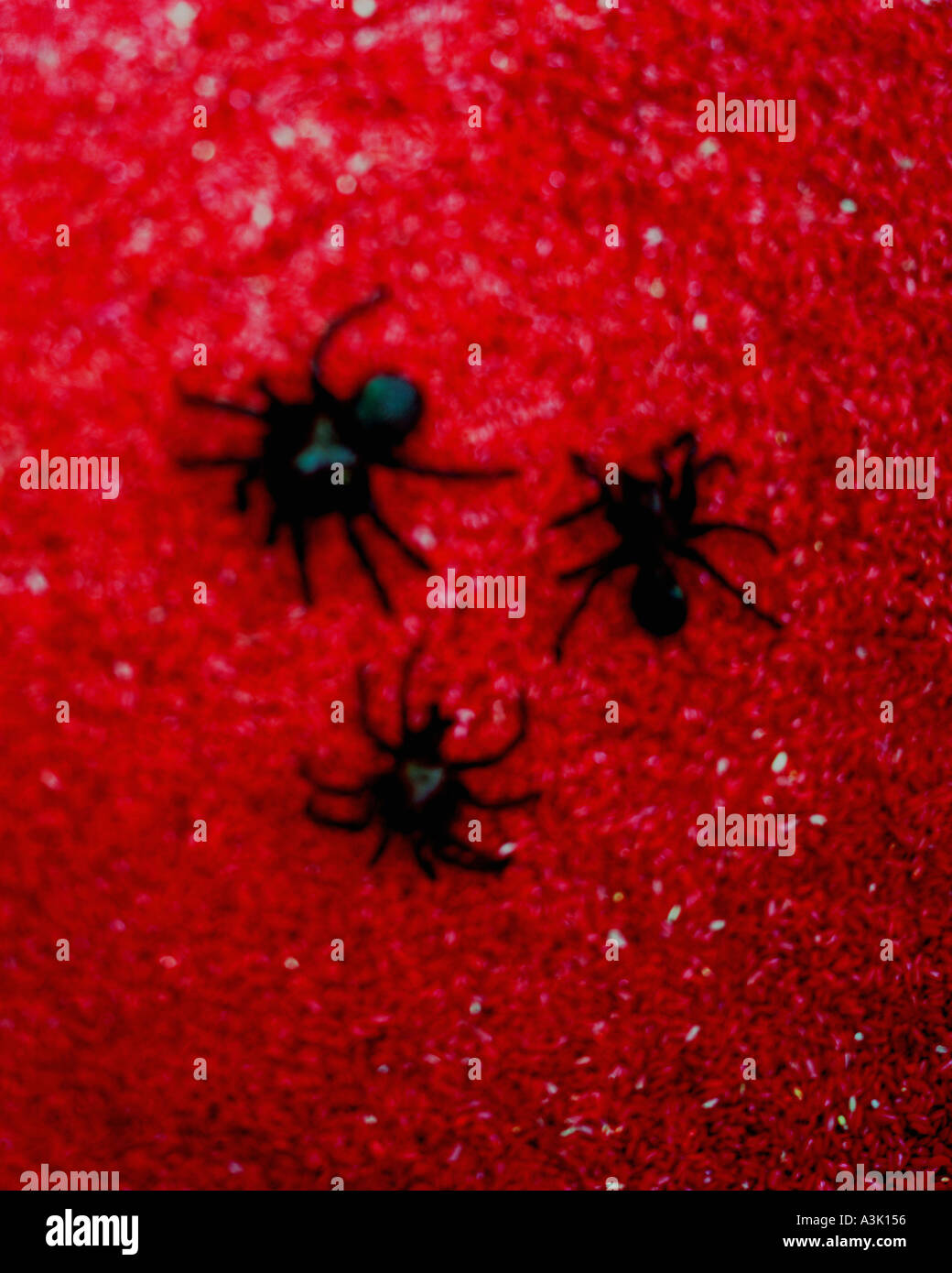 Tarentula hi-res stock photography and images - Alamy