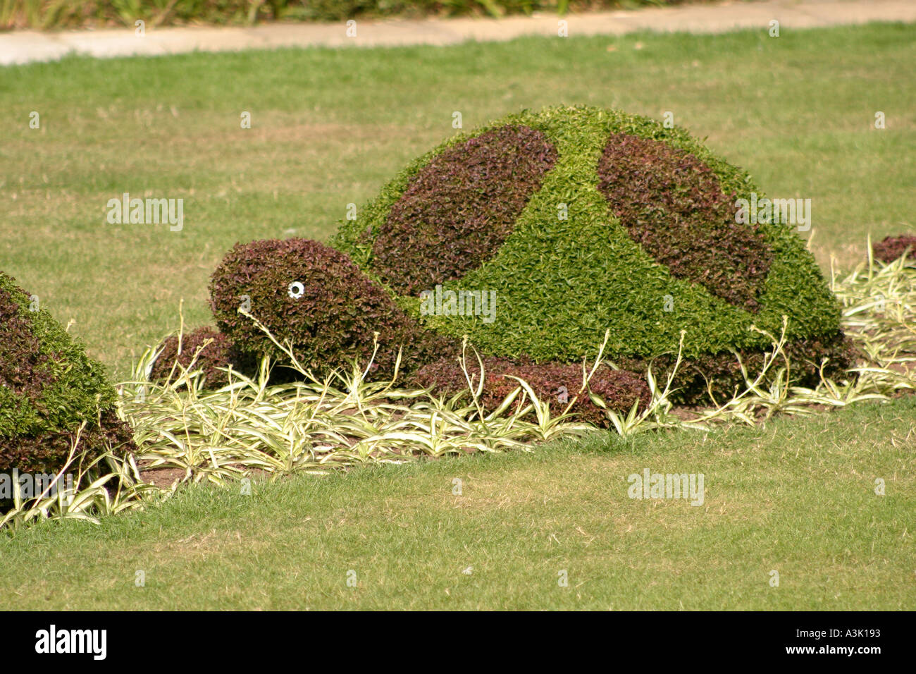 Speedy the tortoise hi-res stock photography and images - Alamy