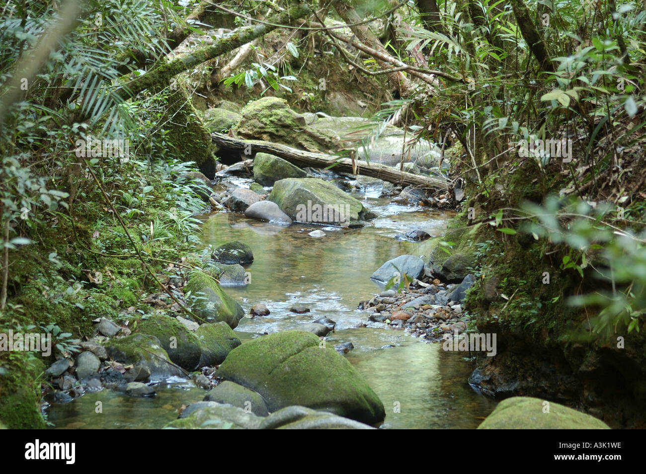 Stream mount kinabalu national park hi-res stock photography and images ...