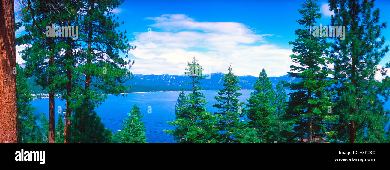 Tahoe trees near Sand Beach Lake Tahoe Nevada Stock Photo - Alamy