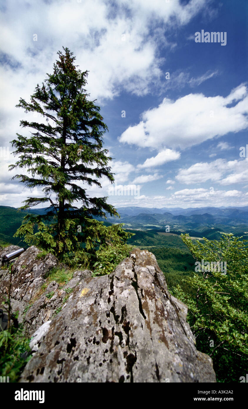 Solitary standing spruce at Horna Skala cliff Stock Photo - Alamy