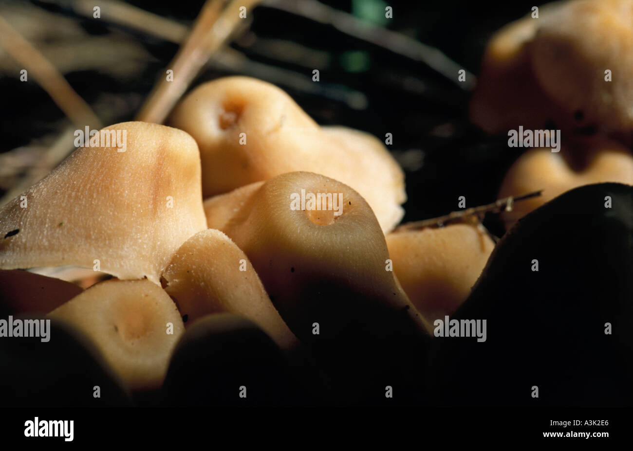 Patch of mushrooms Stock Photo - Alamy