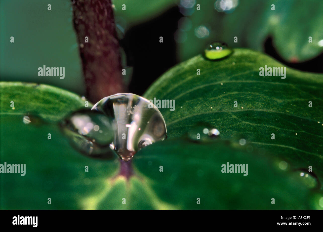 Water droplet inside the Leaf Stock Photo - Alamy