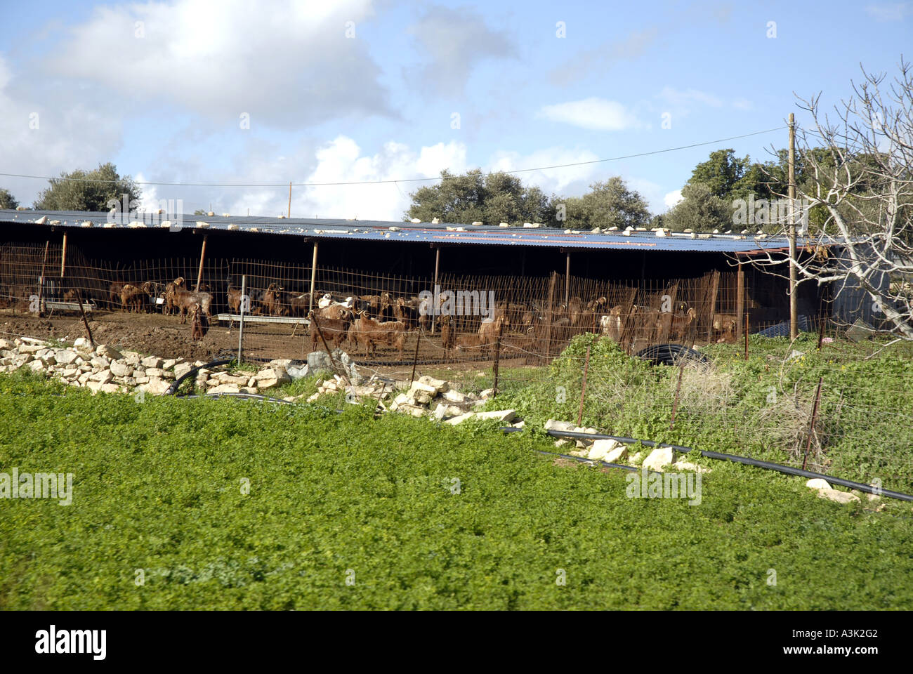 Cyprus goat farm hi-res stock photography and images - Alamy