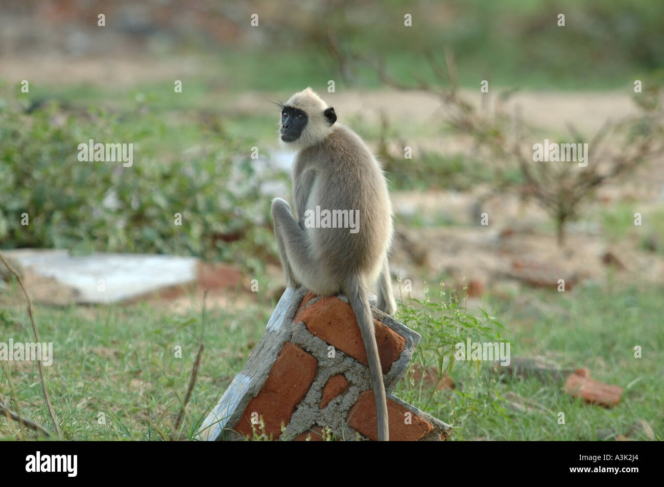Tufted Gray Langur Monkey (Semnopithecus priam) sitting on Tsunami ...