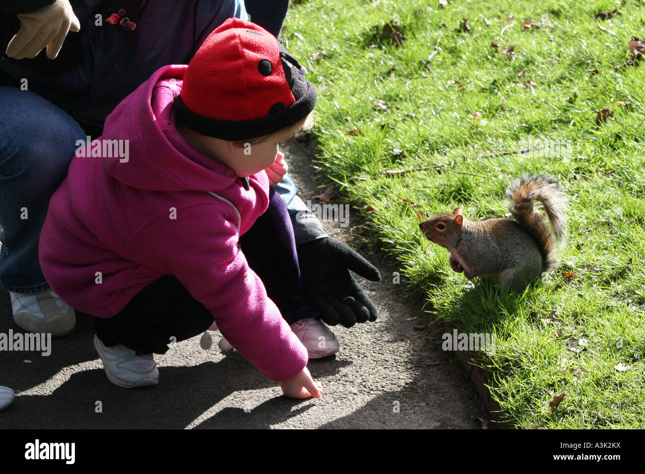 Little girl meets a friendly grey squirrel in Grosvenor Park Chester ...