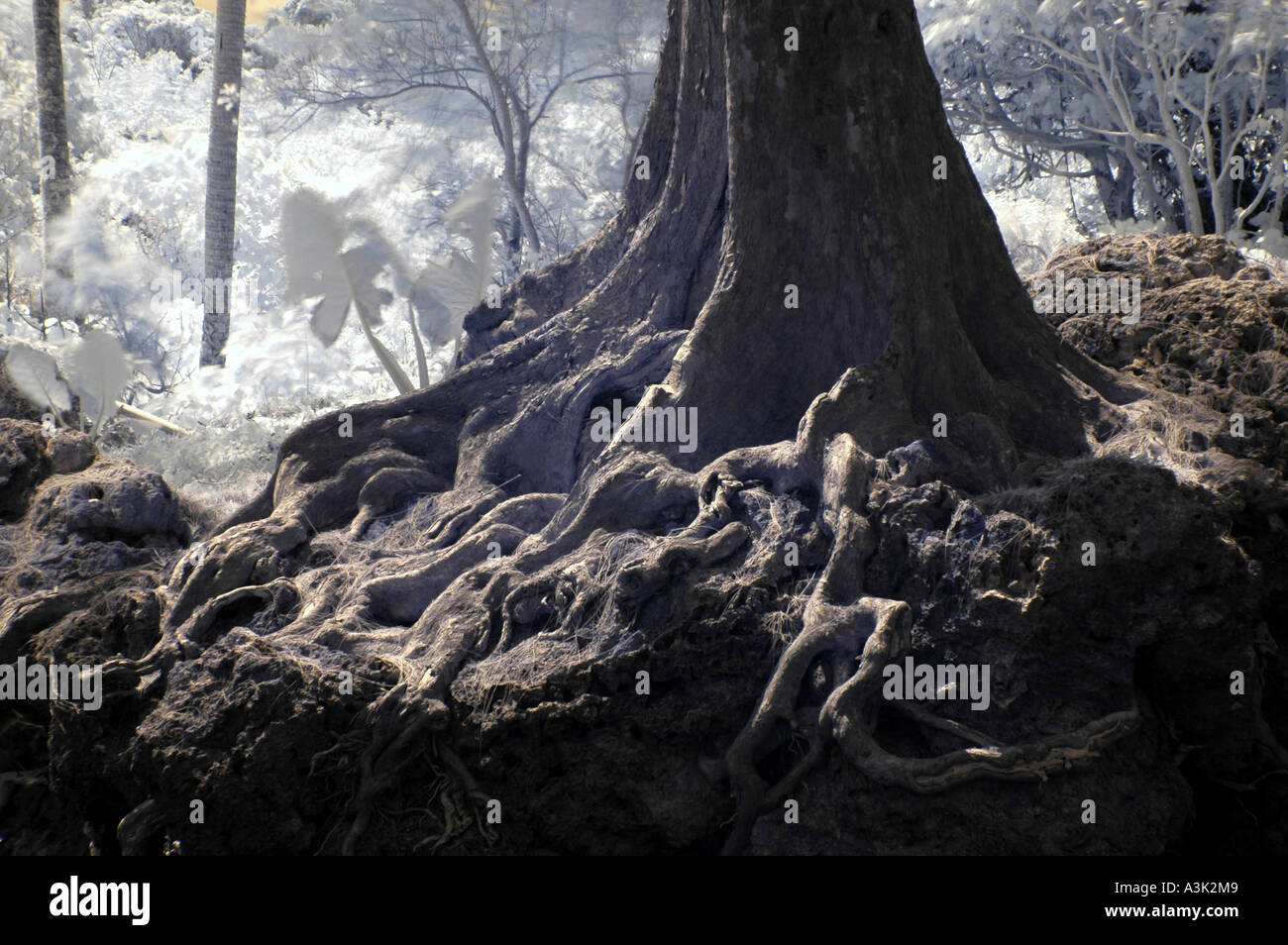 Tree roots on the west coast of Efate island in Vanuatu in infrared ...
