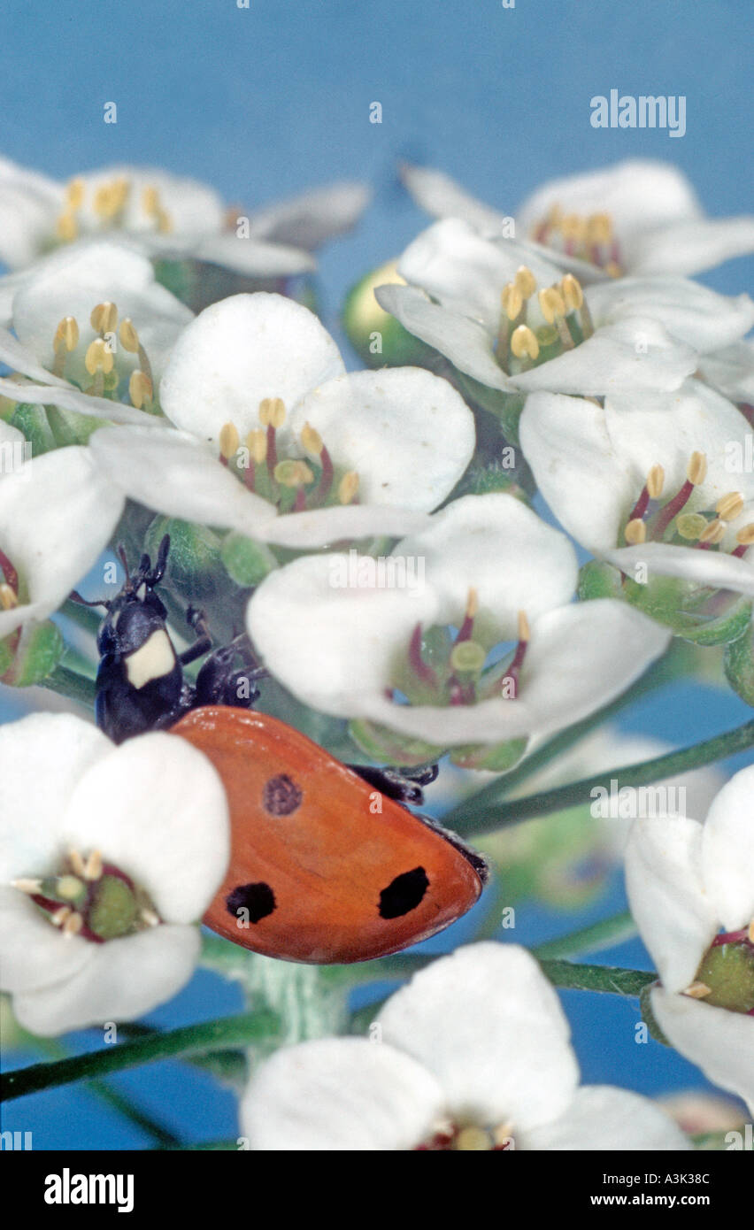 The Ladybird Is A Much Loved Insect And Easily Found In The West ...