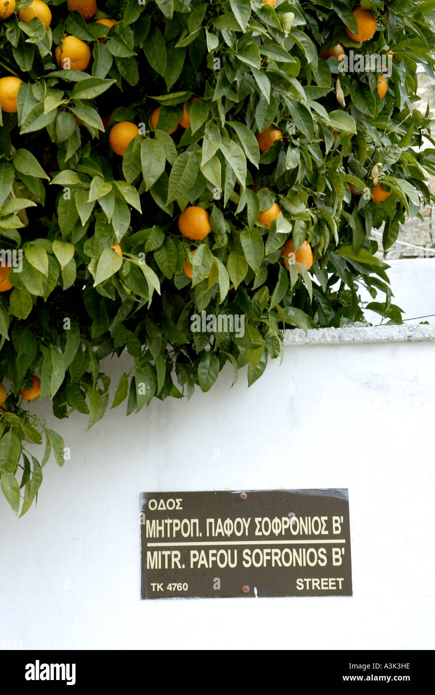 Cyprus orange tree oranges hi-res stock photography and images - Alamy