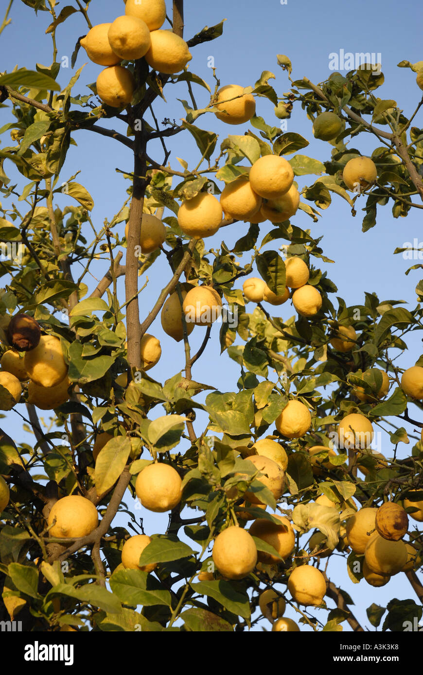 Citris fruits hi-res stock photography and images - Alamy