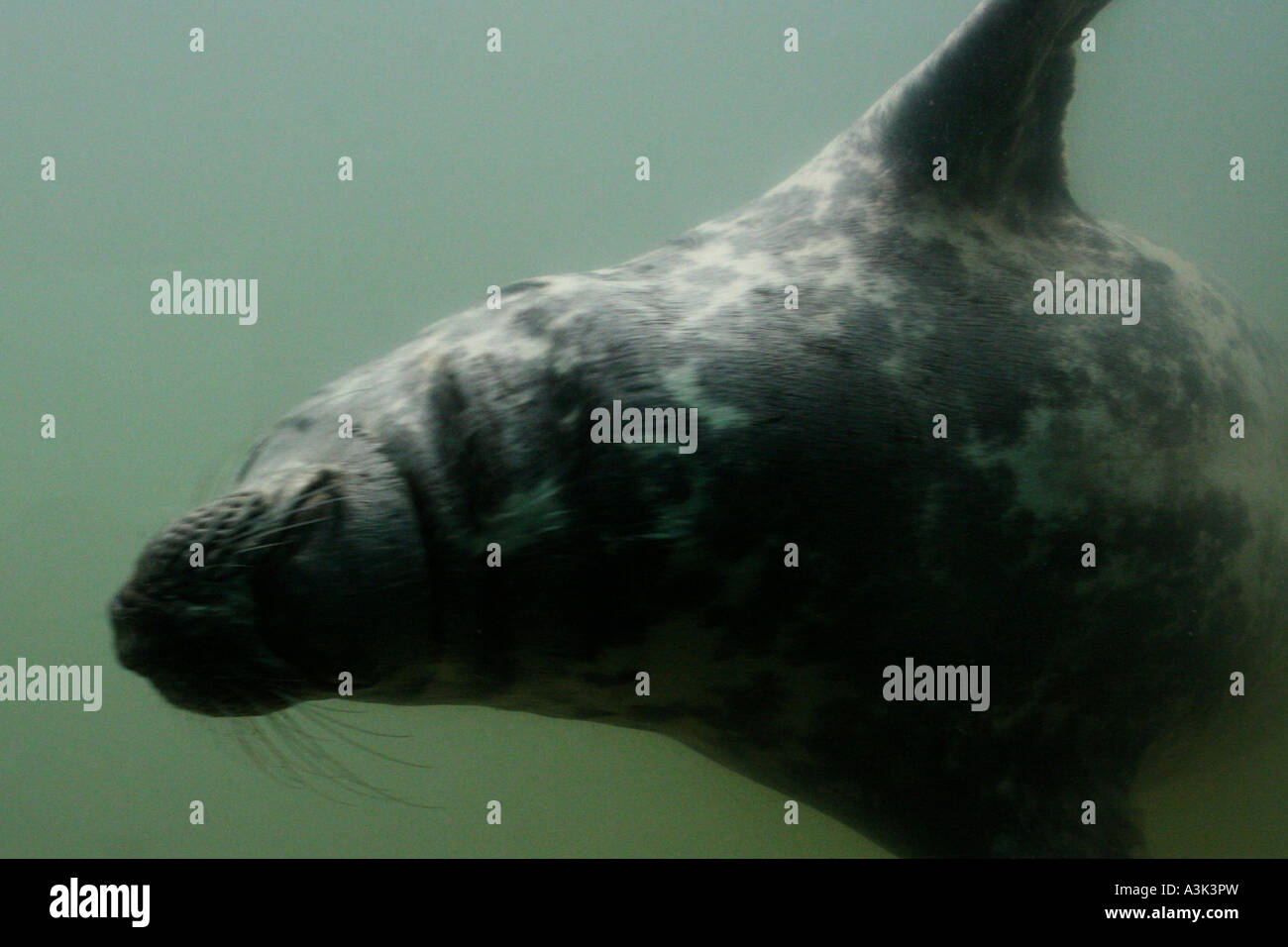 Grey Seal (Halichoerus grypus) swimming underwater at National Seal ...
