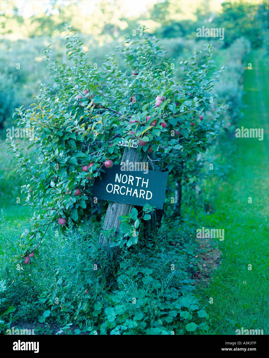 Sign in Apple Orchard Stock Photo - Alamy
