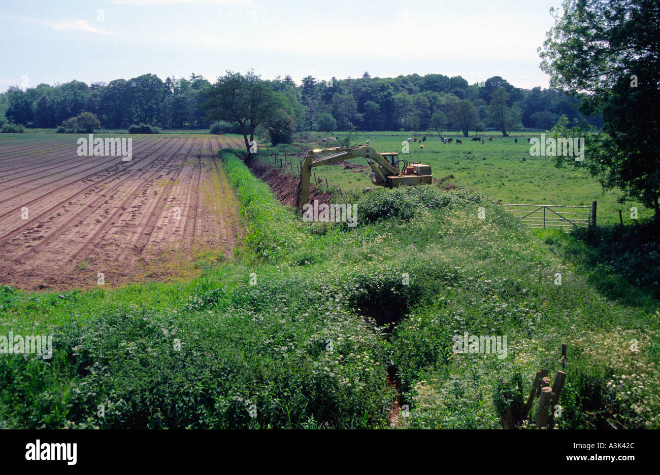 Clearing drainage ditches to increase water flow Butley Suffolk England ...