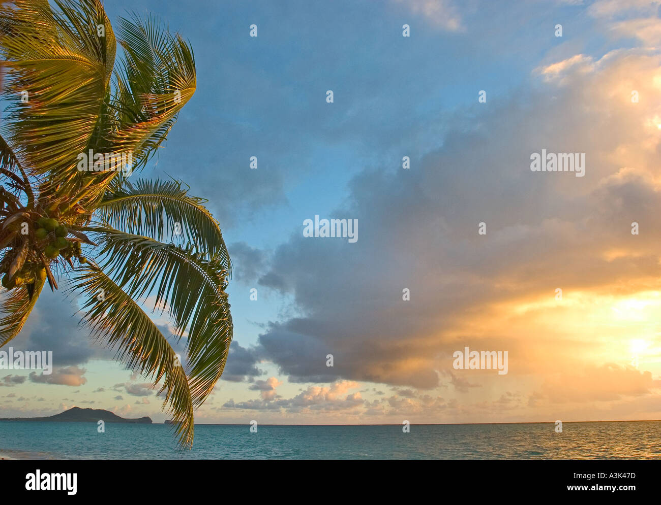 pacific sunrise with palm tree Stock Photo - Alamy