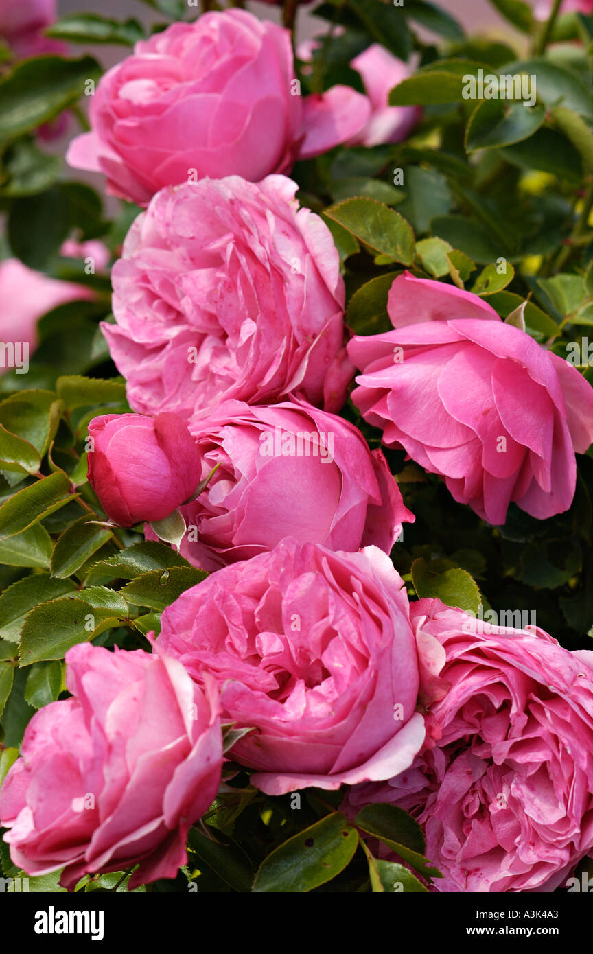 Beautiful blooming living red roses hi-res stock photography and images ...