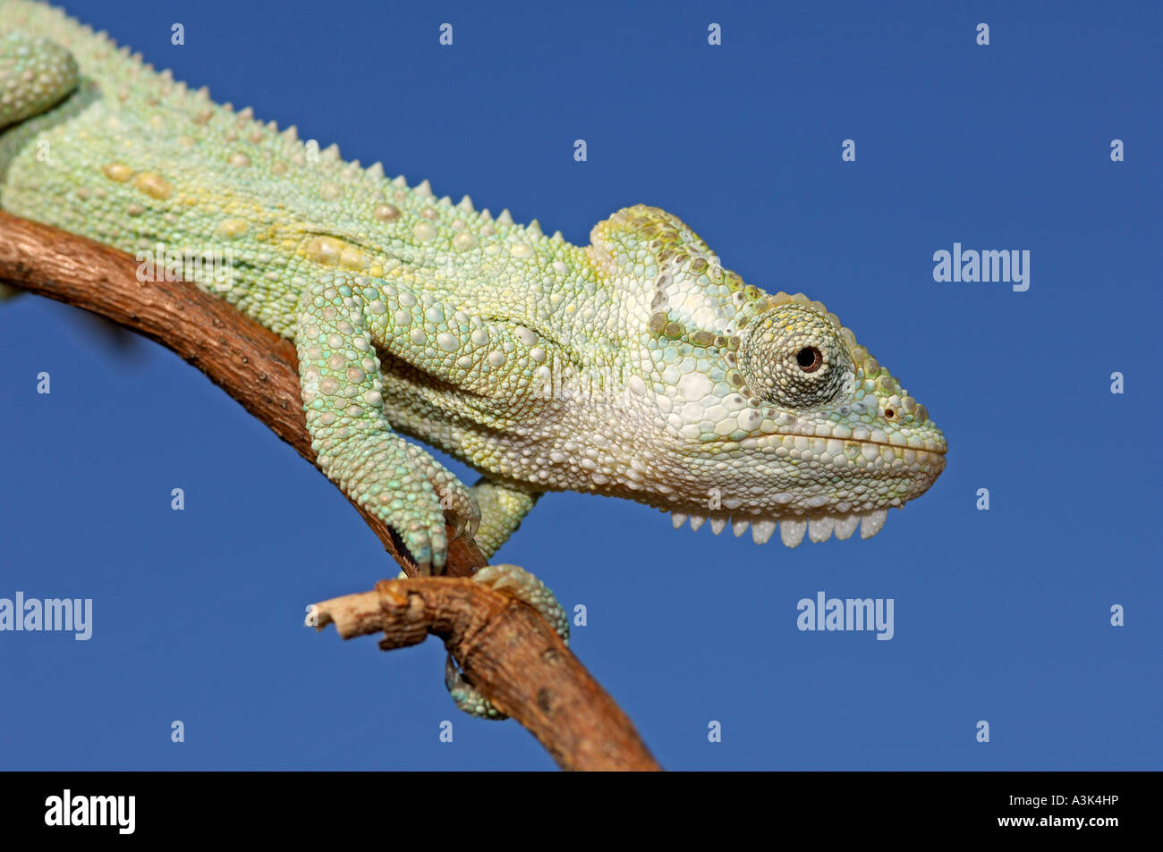 Natal Midlands Dwarf Chameleon Stock Photo - Alamy