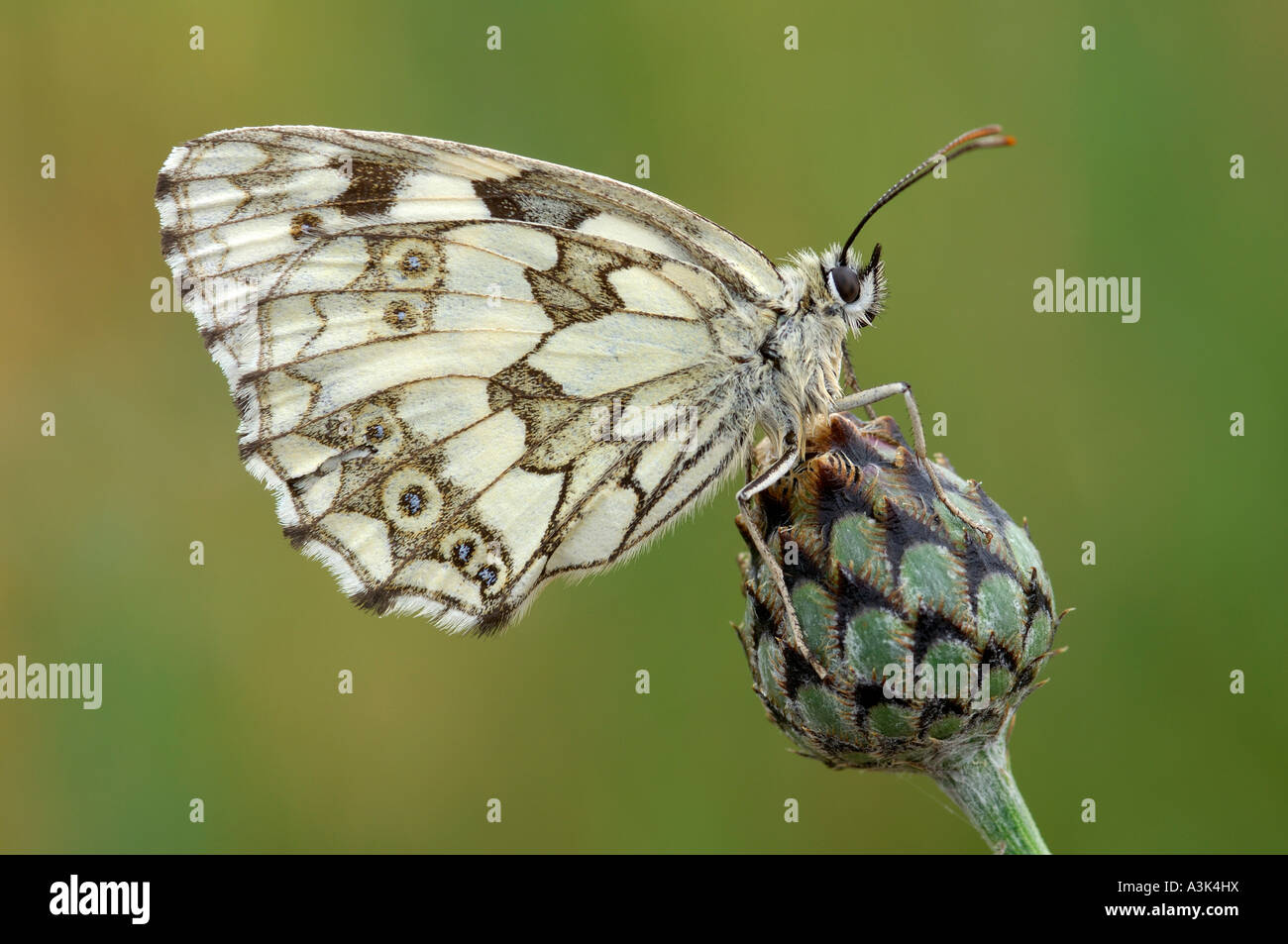 Side profile butterfly hi-res stock photography and images - Alamy