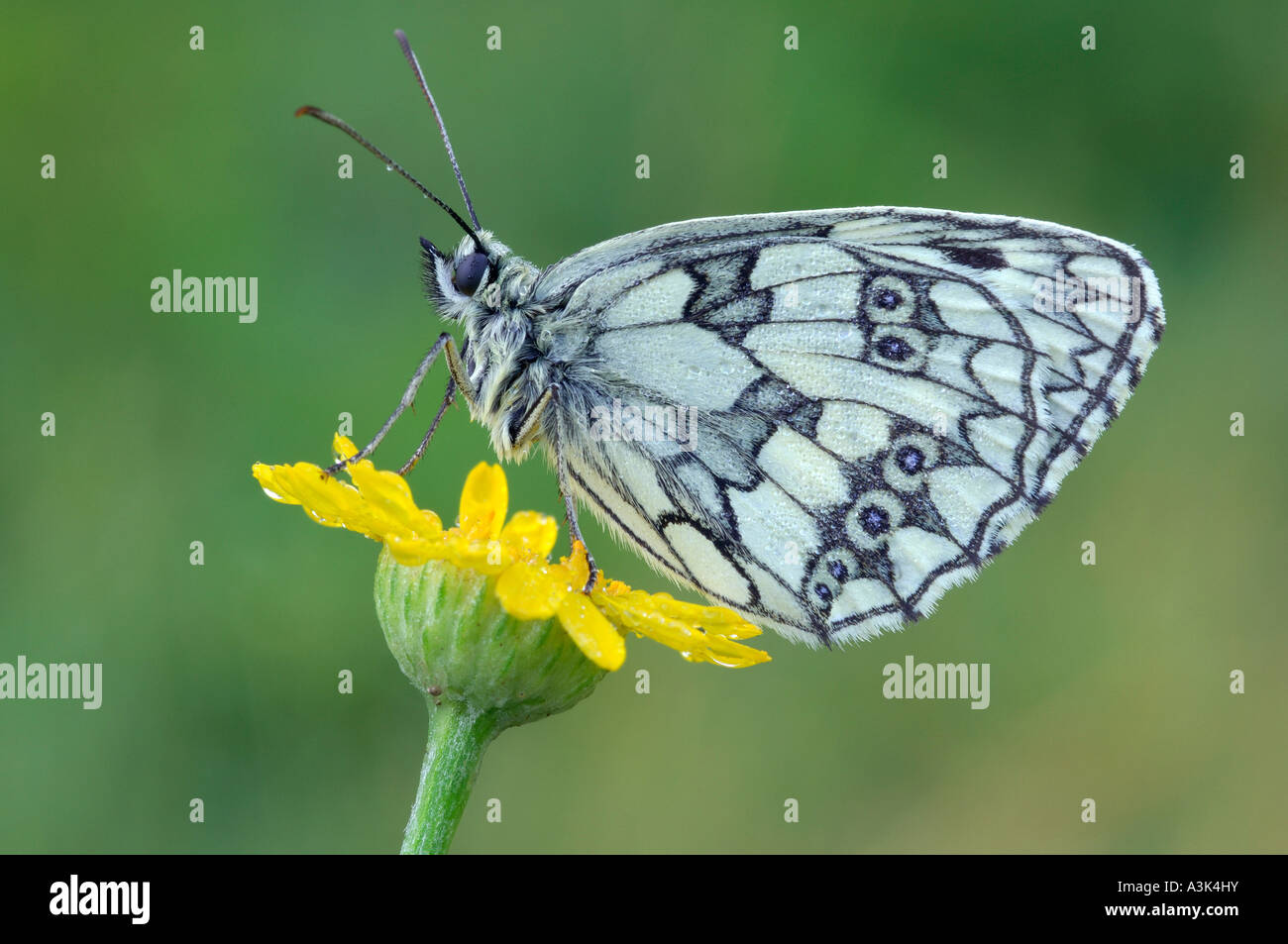 Marbled White Butterfly Stock Photo - Alamy