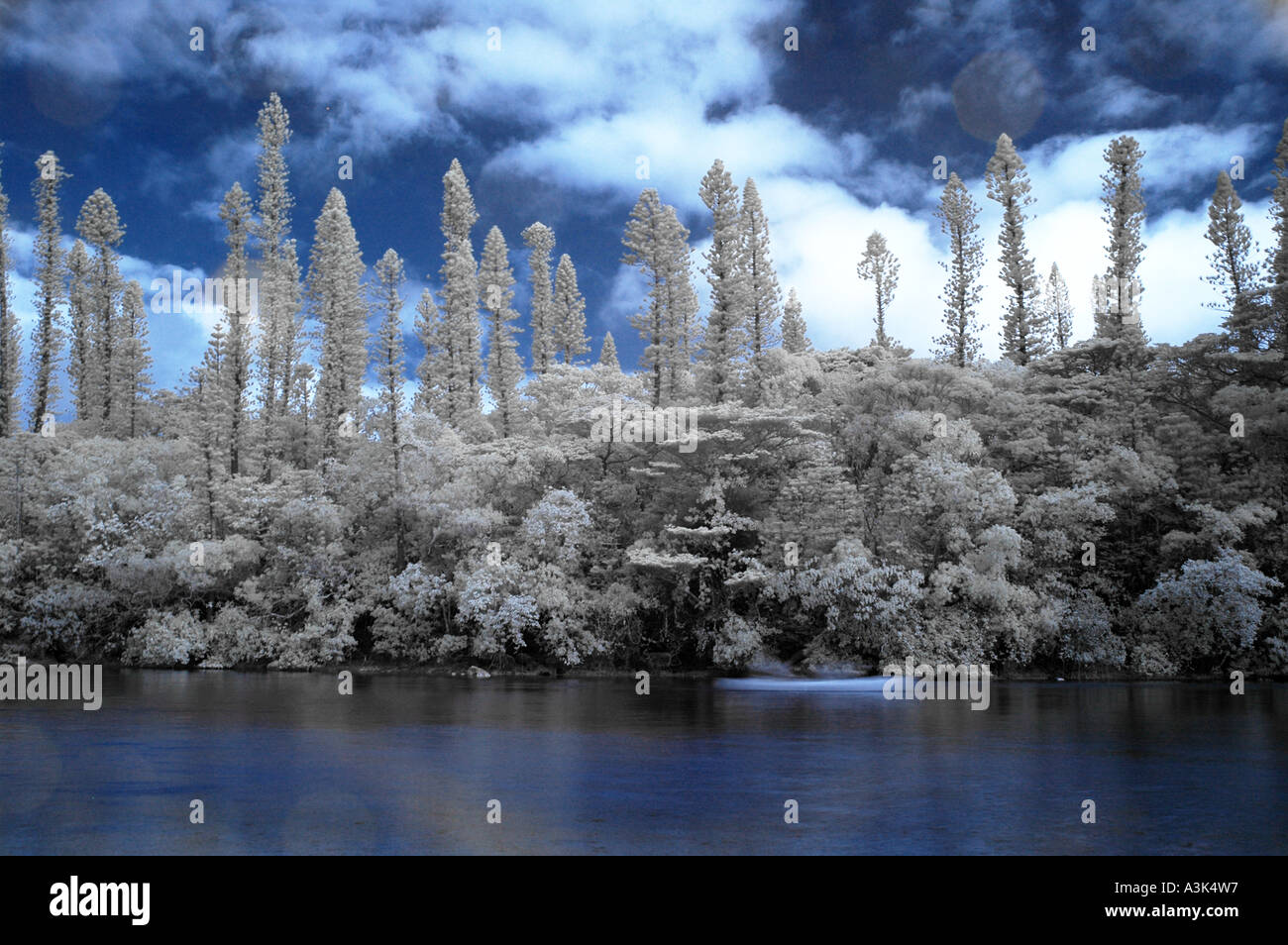 Ile de Pins isle of pines in New Caledonia is home to an endemic ...