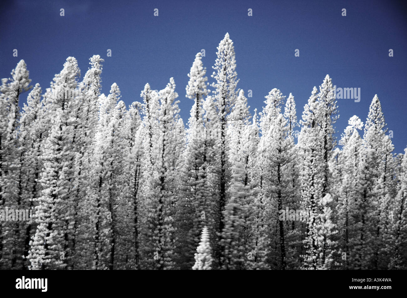 Ile de Pins isle of pines in New Caledonia is home to an endemic ...