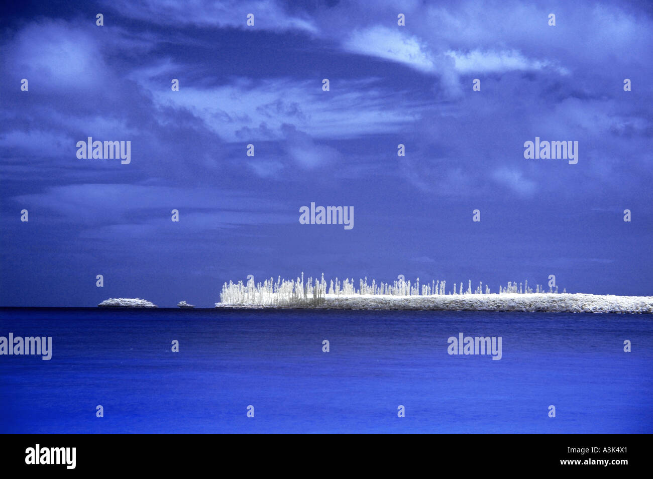 Ile de Pins isle of pines in New Caledonia is home to an endemic ...