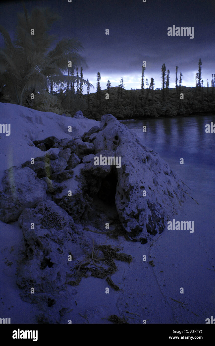 Ile de Pins isle of pines in New Caledonia is home to an endemic ...