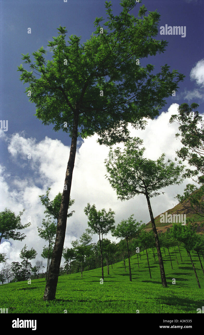 Tall Trees Among Tea Shrubs on a Tea Plantation in the Munnar Hill ...