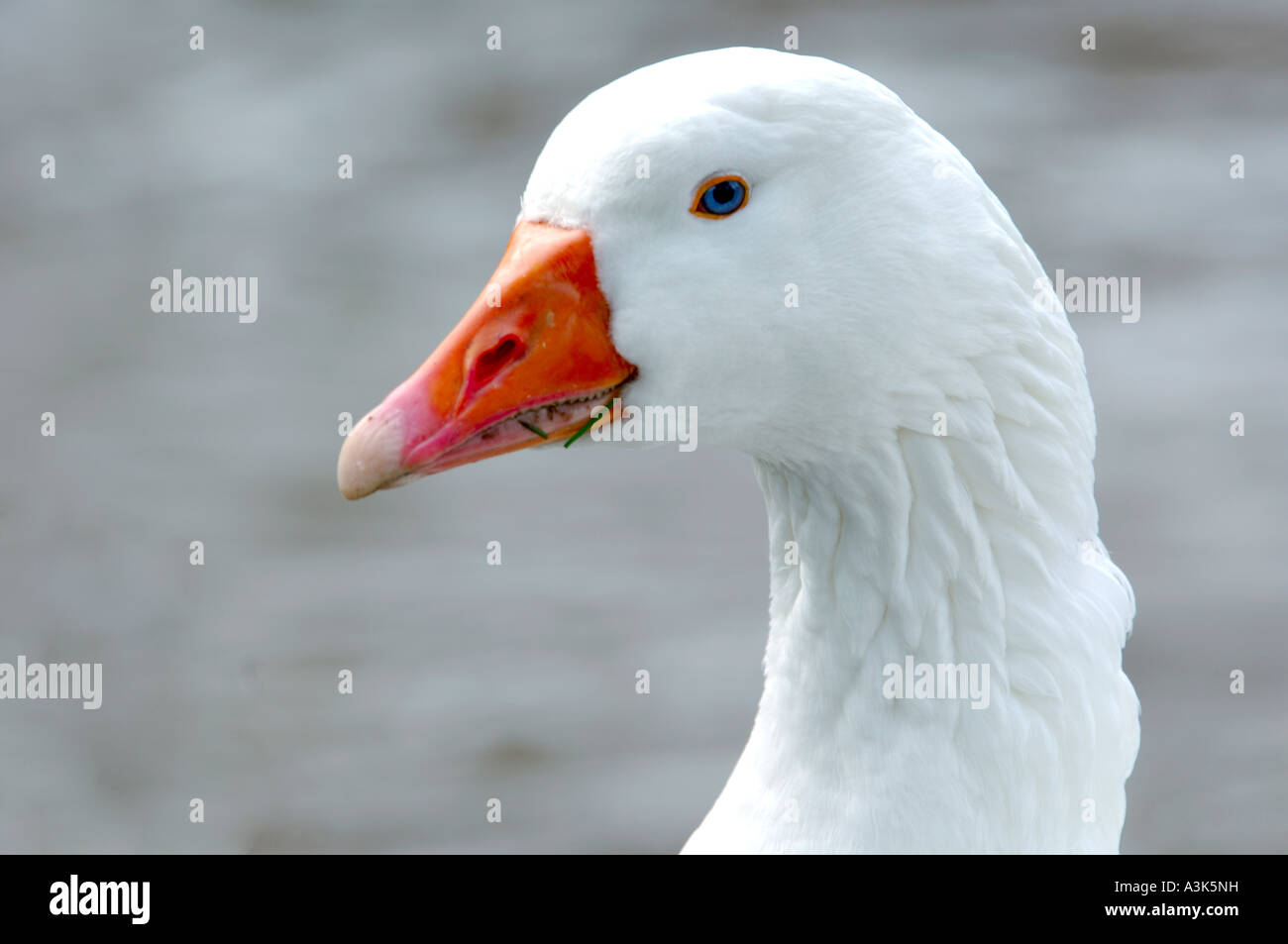 Close up head only portrait of a pure white Goose with strands of grass ...