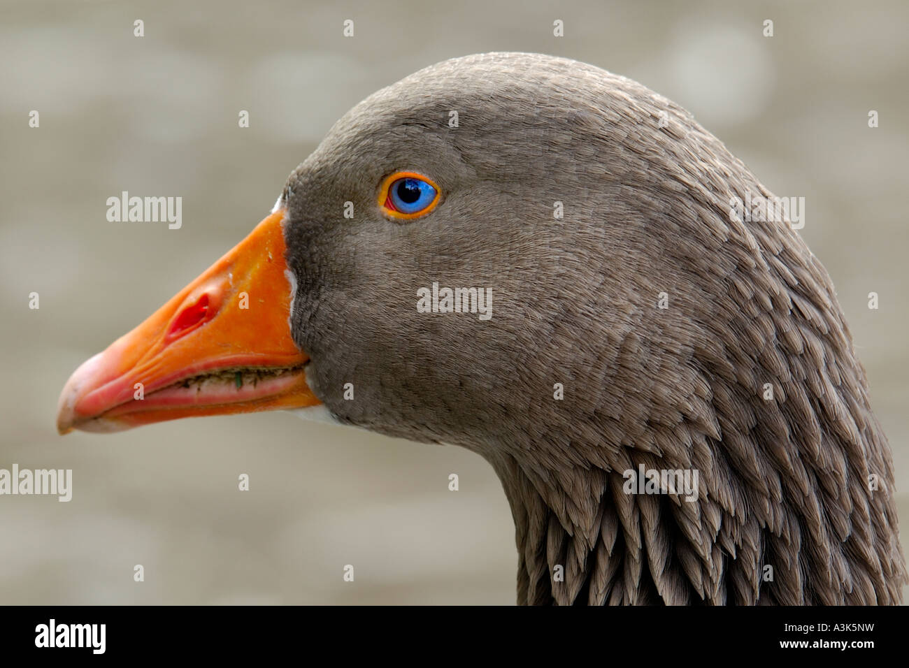 Close up head only portrait of a Goose with with a piercing blue eye ...