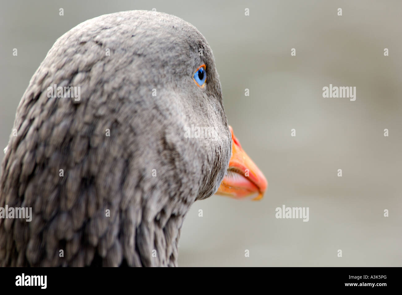 Close up head only portrait of a Goose with with a piercing blue eye ...