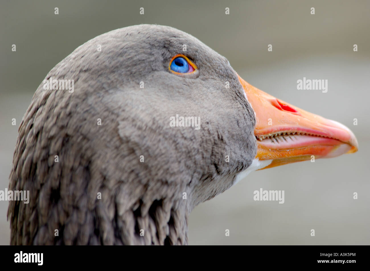 Close up head only portrait of a Goose with with a piercing blue eye ...