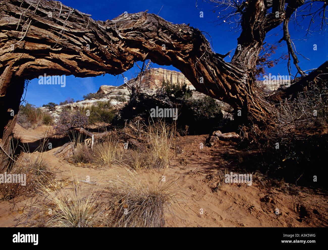 fallen tree in the canyon Stock Photo - Alamy