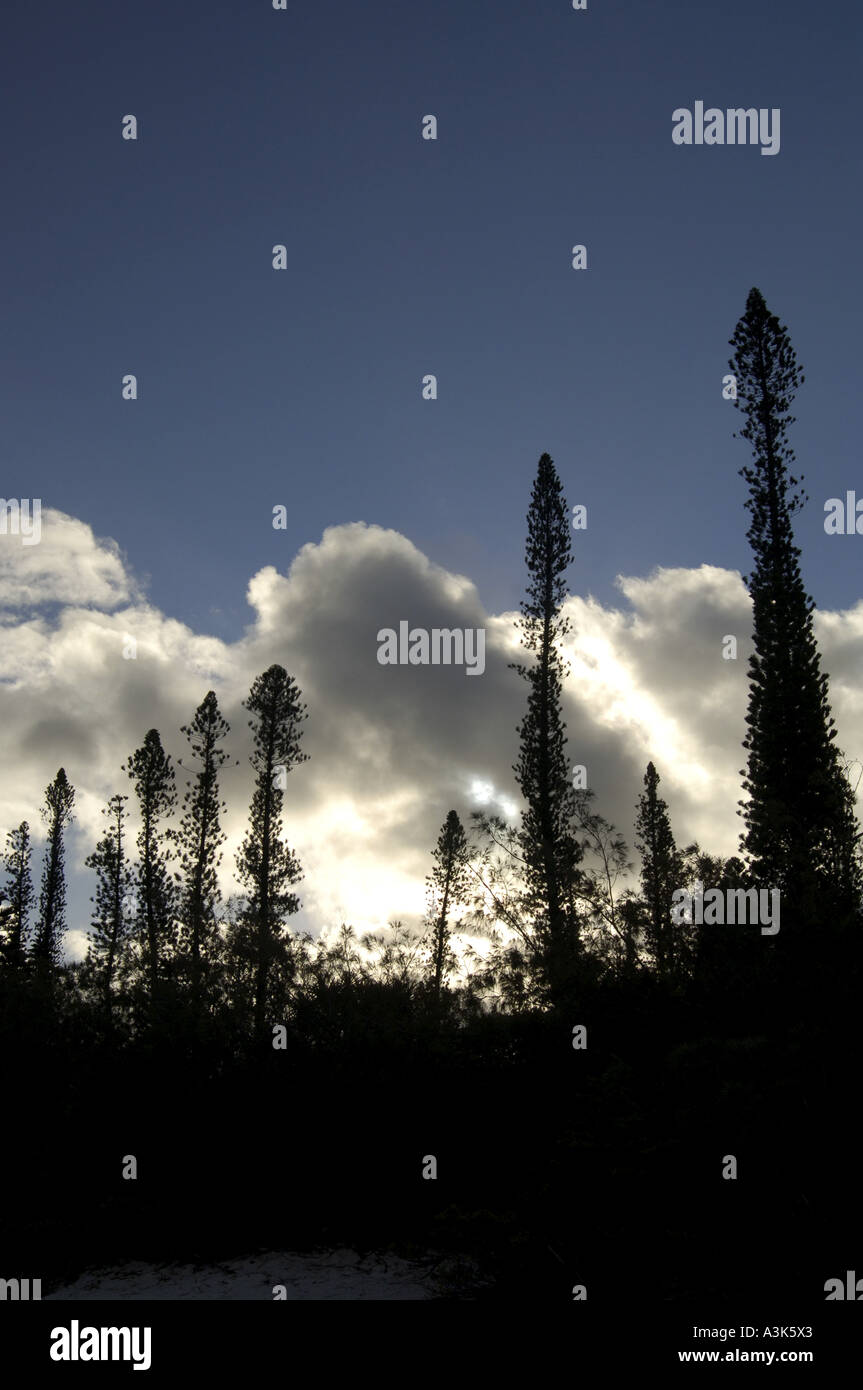 La piscine naturelle Ile de Pins New Caledonia with the unique pine ...
