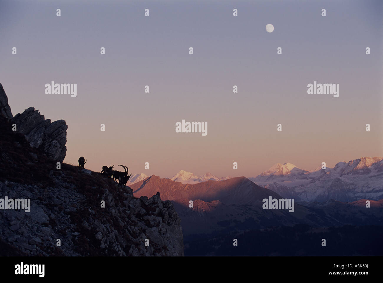 last light over the alps Stock Photo - Alamy