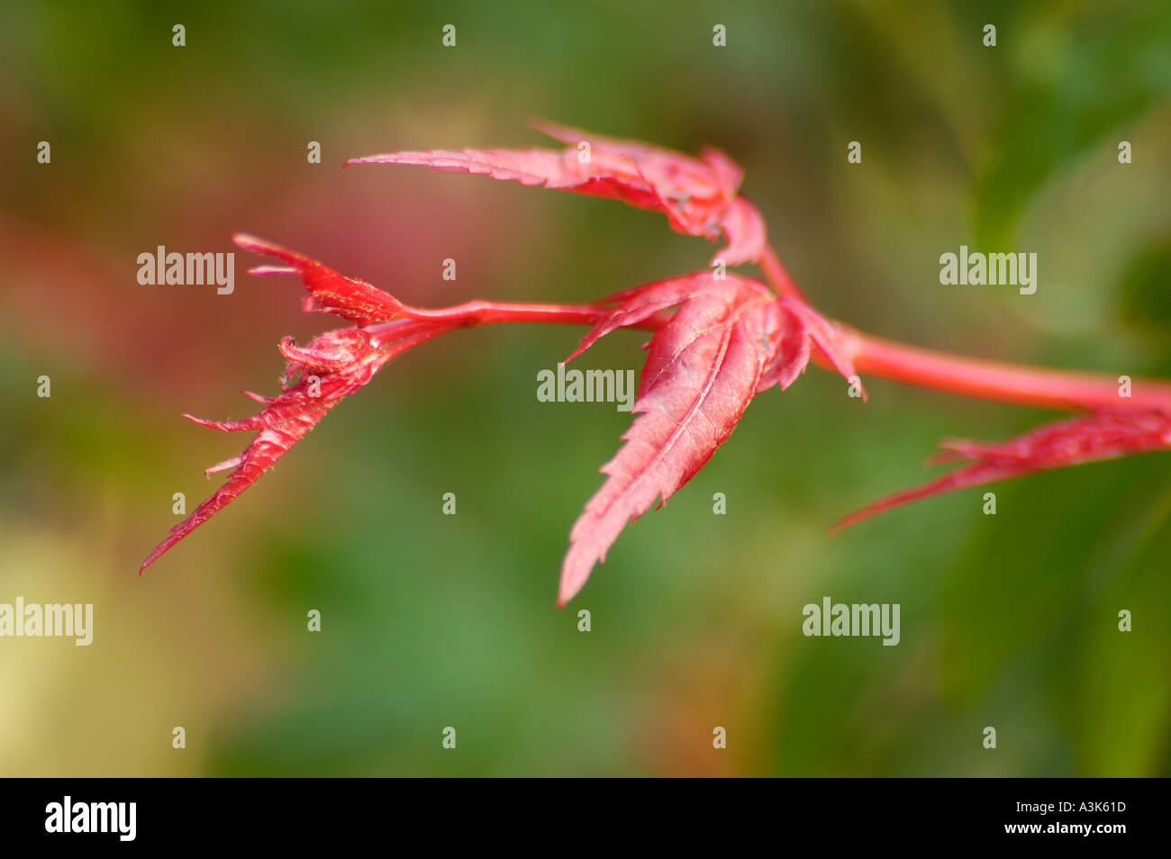 Very young flora hi-res stock photography and images - Alamy