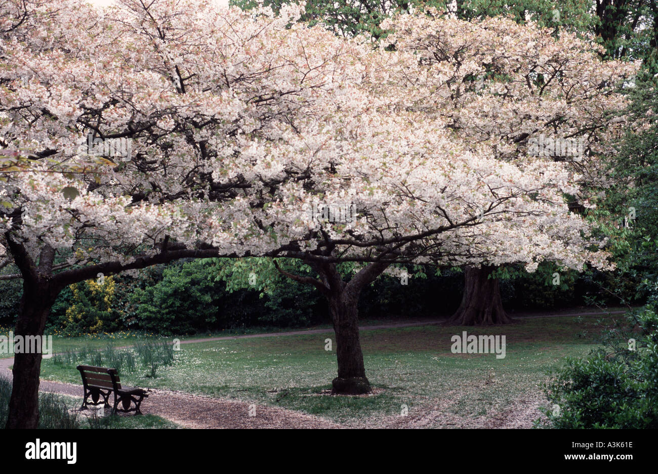 Pink spring blossom in Henrietta Park Bath Spa, Somerset, England UK ...
