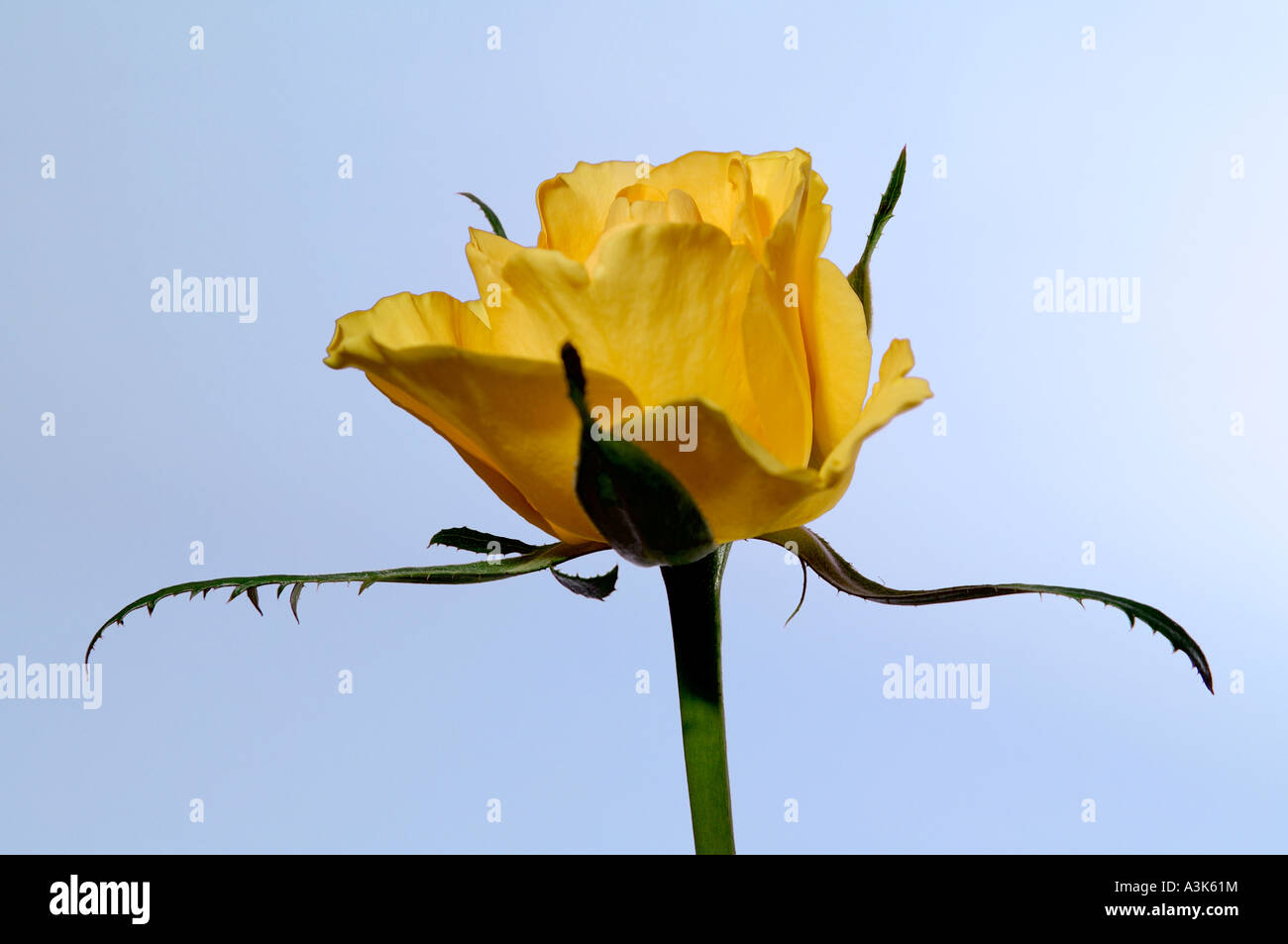 Single yellow rose stem on a plain pale blue background Stock Photo - Alamy