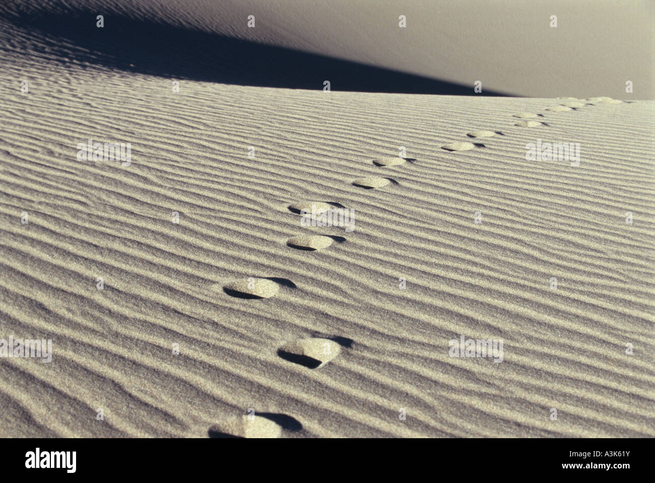 desert is alive Stock Photo - Alamy