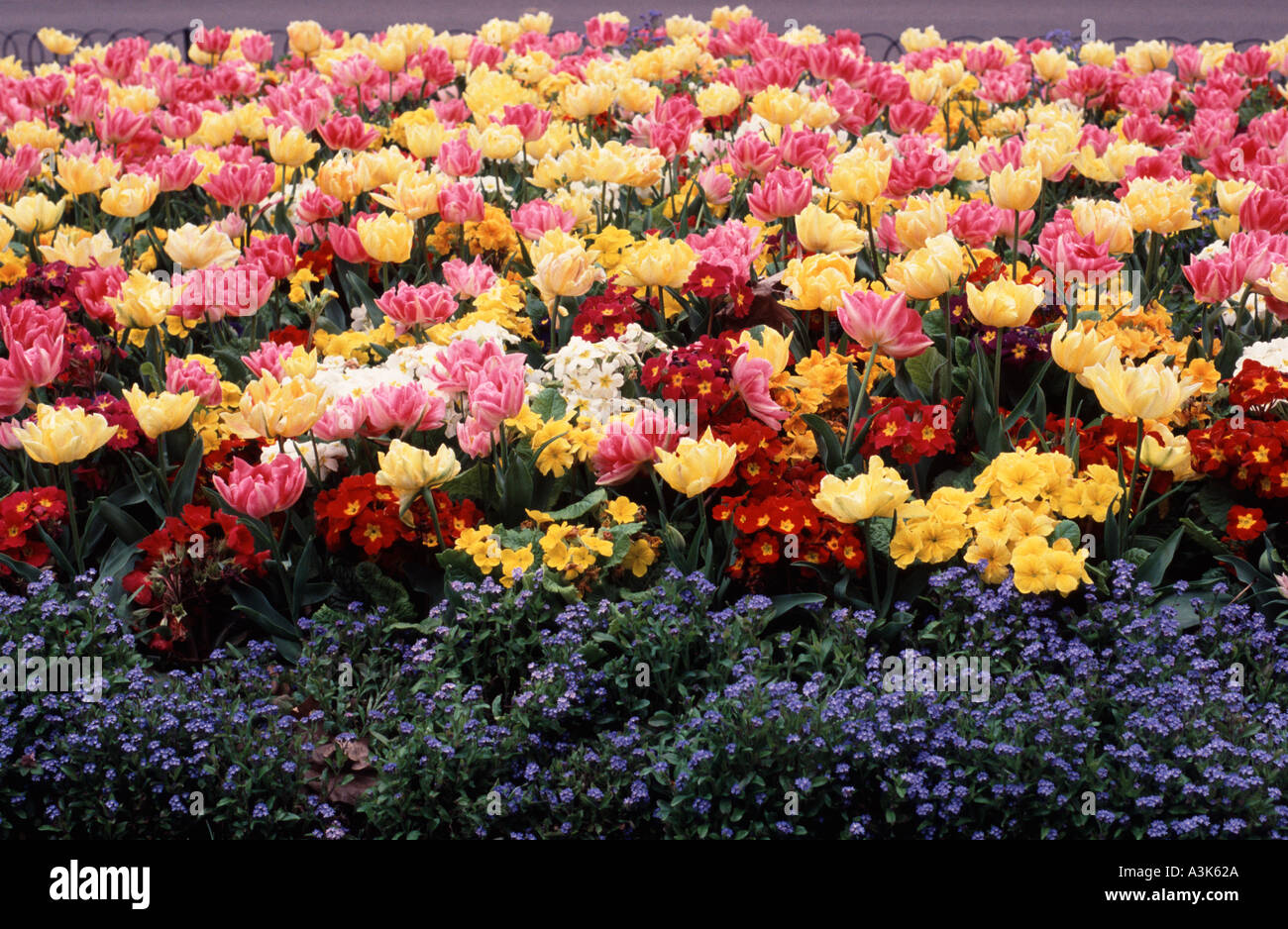Tulips, red polyanthas and Forget Me Nots Royal Victoria Park Bath Spa ...