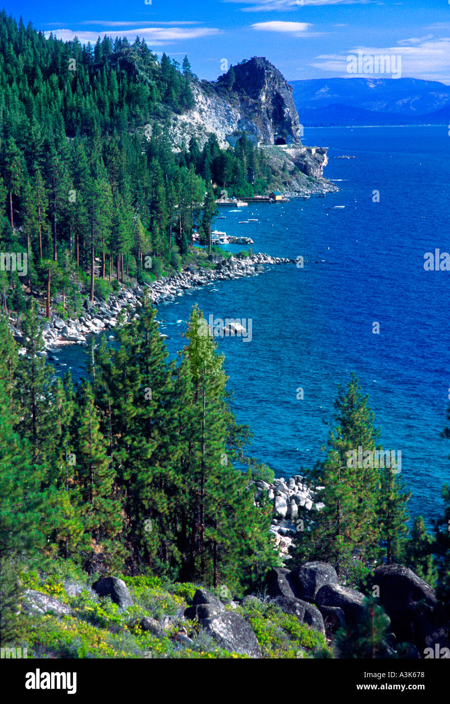 Tahoe trees near Sand Beach Lake Tahoe Nevada Stock Photo - Alamy
