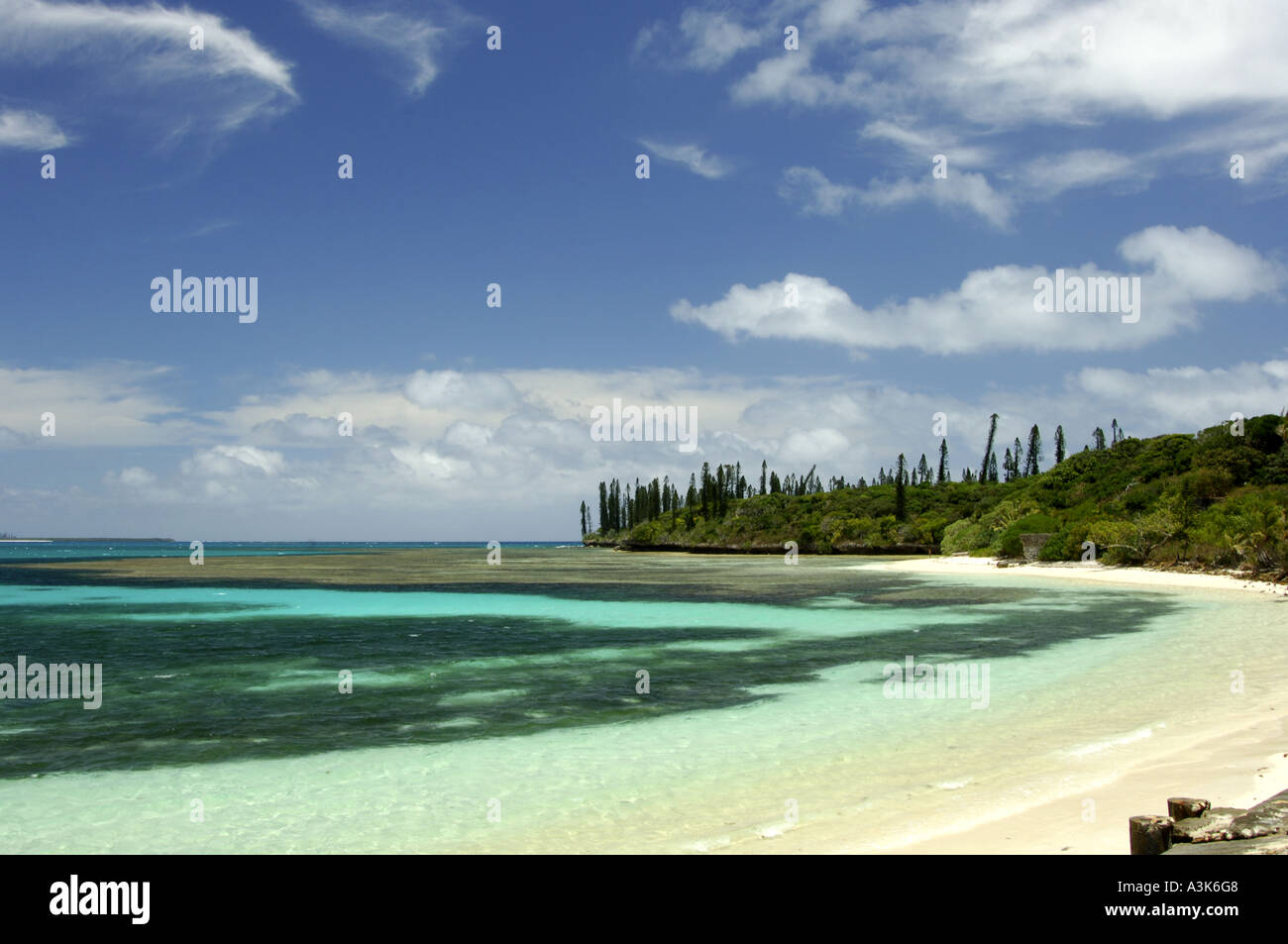 Ile de Pins isle of pines in New Caledonia is home to an endemic ...
